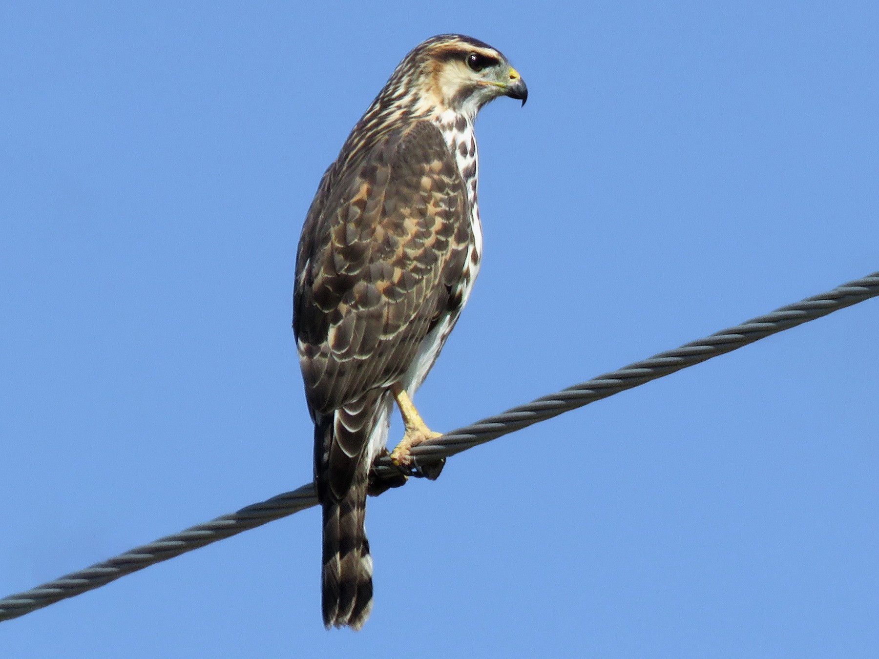 Gray Hawk - eBird