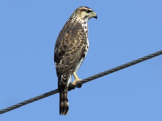 Gray Hawk - eBird