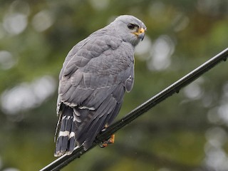 Gray Hawk - eBird