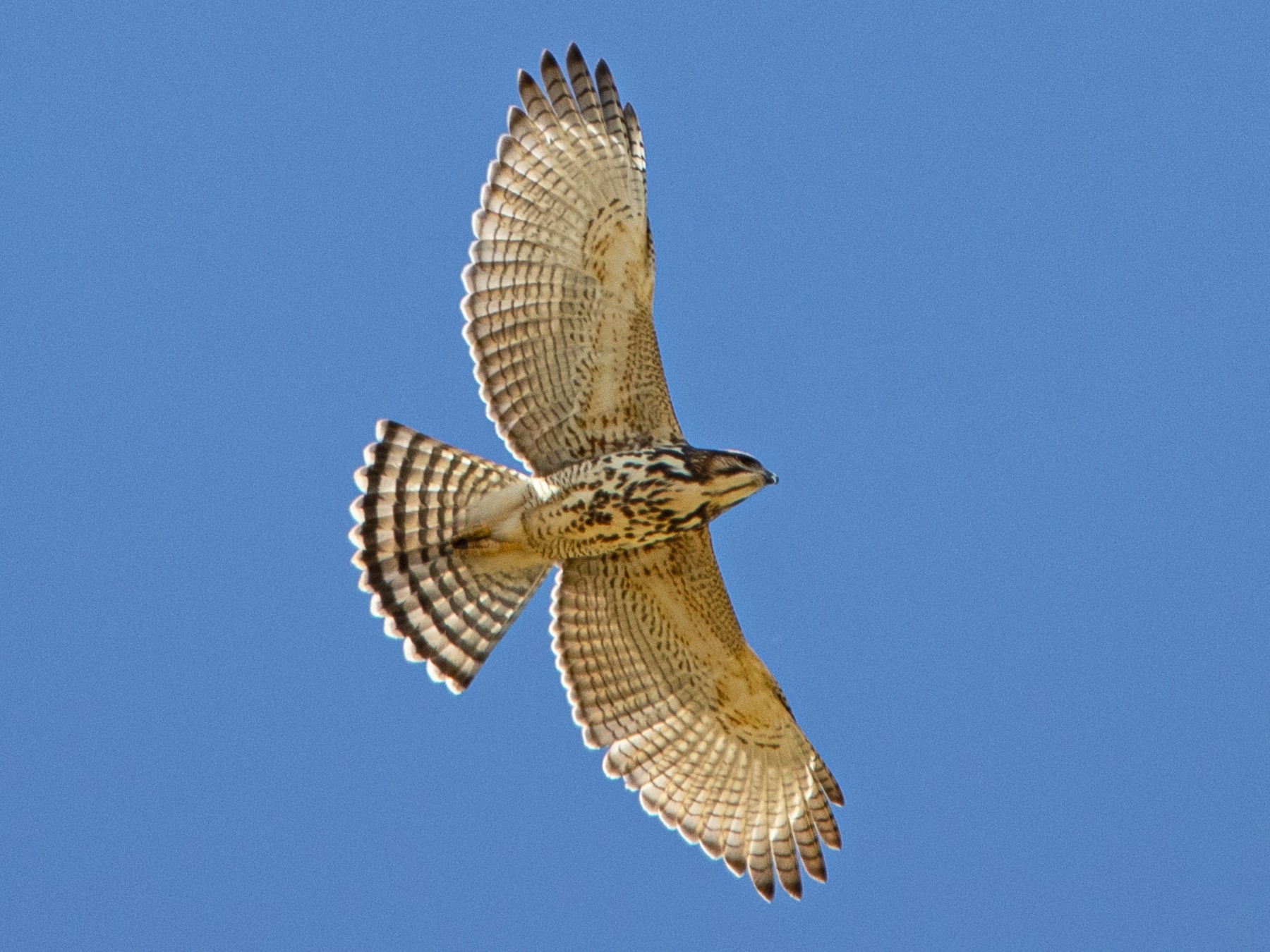 Gray Hawk - eBird