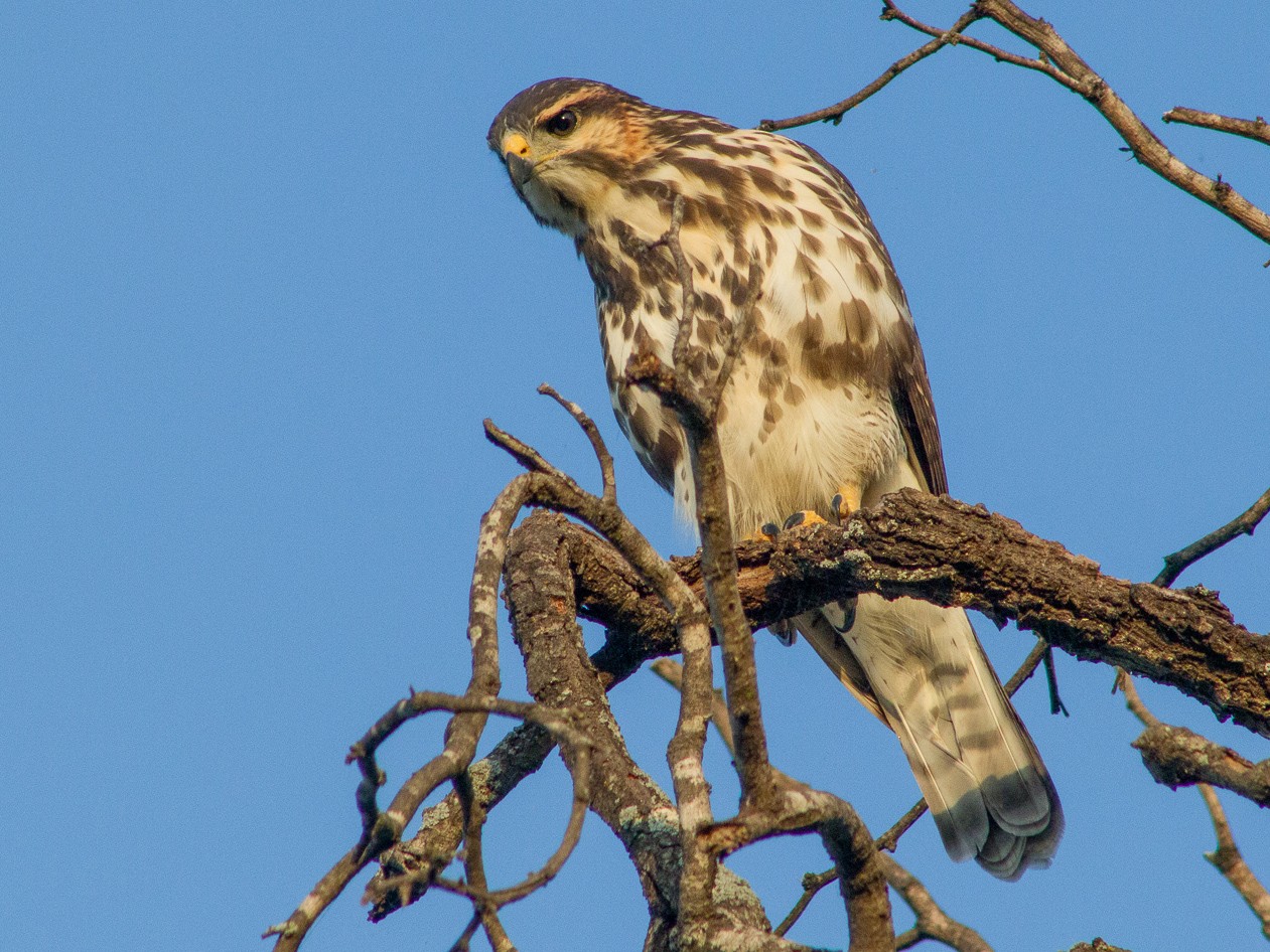 Gray Hawk - eBird