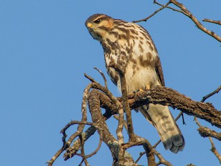 Gray Hawk - eBird