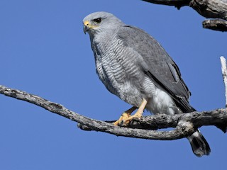 Gray Hawk - eBird