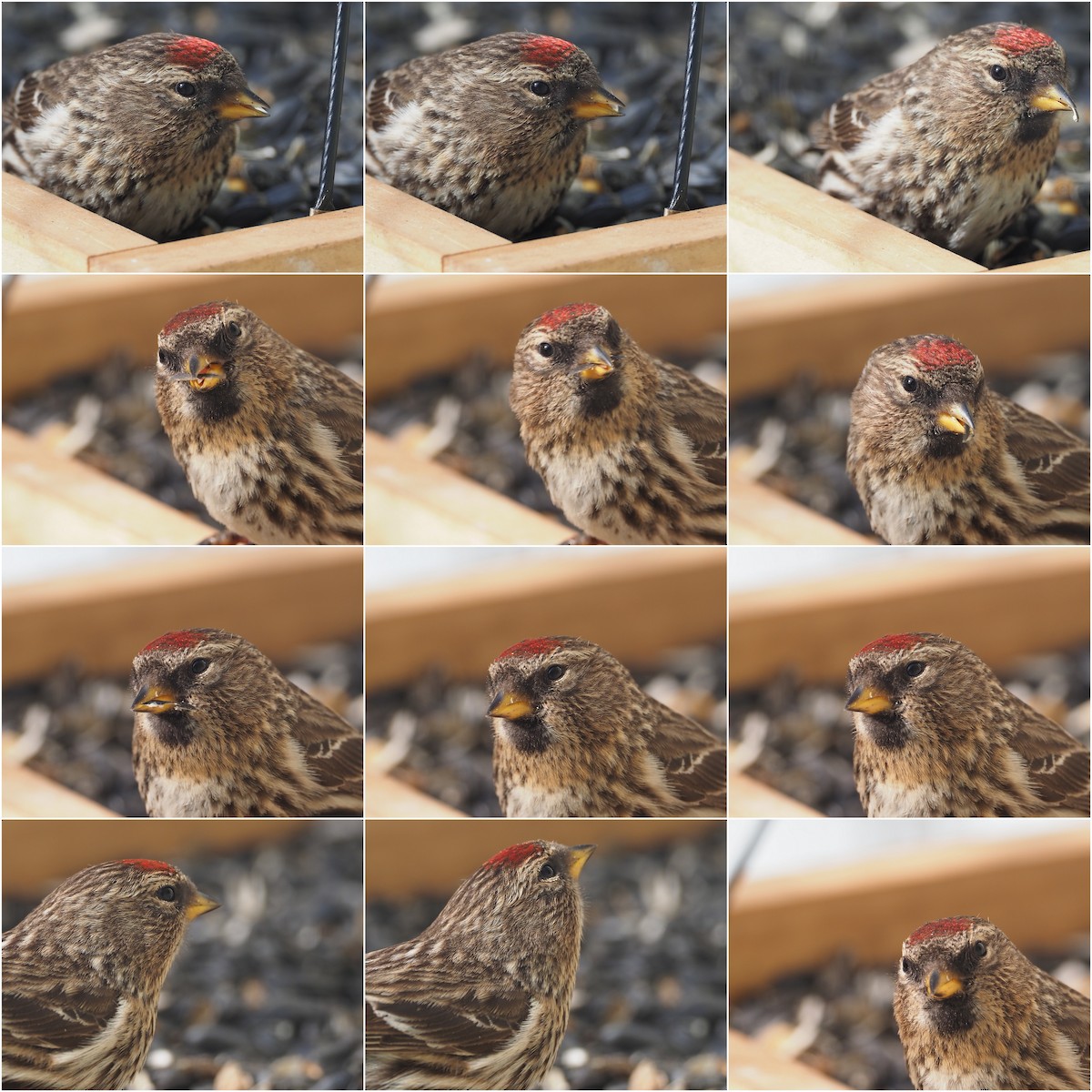 eBird Checklist - 10 Feb 2021 - McCaffreyyardC - 1 species