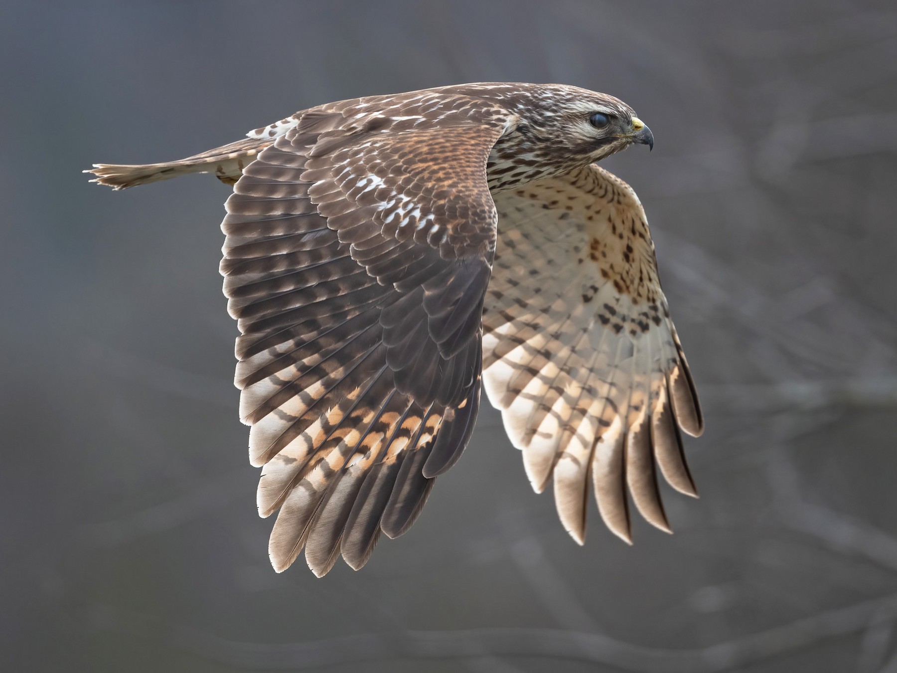 Red Shouldered Hawk In Flight