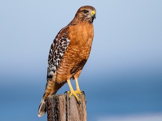Red-shouldered Hawk - eBird