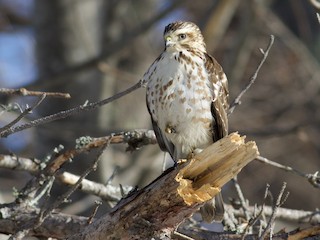 Broad-winged Hawk - Pennsylvania Bird Atlas
