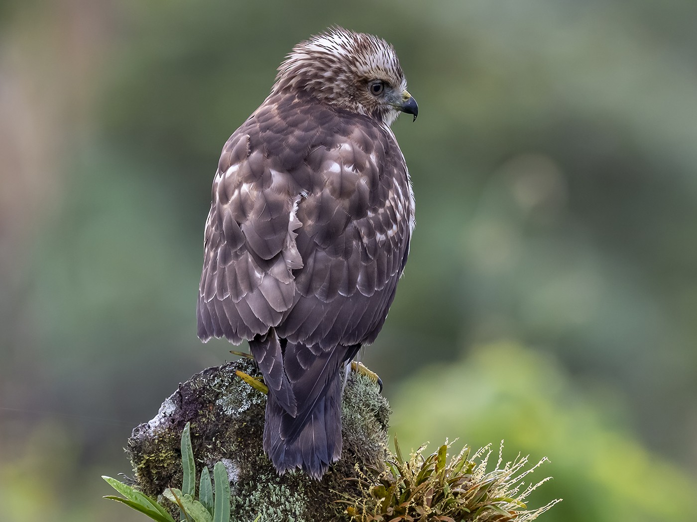 Female Broad Winged Hawk