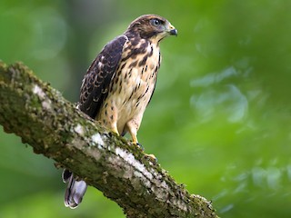 Broad-winged Hawk - Pennsylvania Bird Atlas