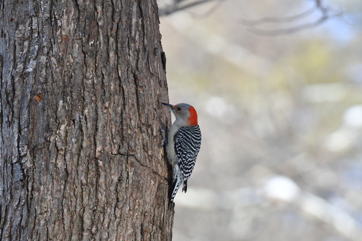 eBird Checklist - 10 Feb 2021 - 02822, Exeter US-RI (41.5940,-71.6104 ...