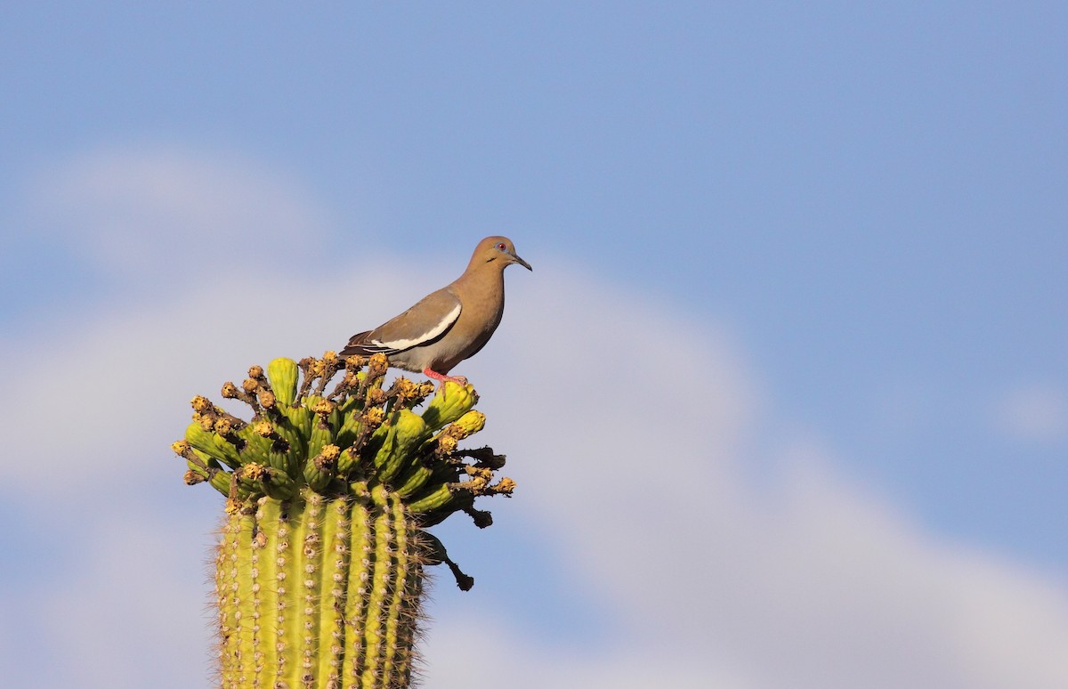 eBird Checklist - 4 May 2016 - Saguaro National Park West - 6 species