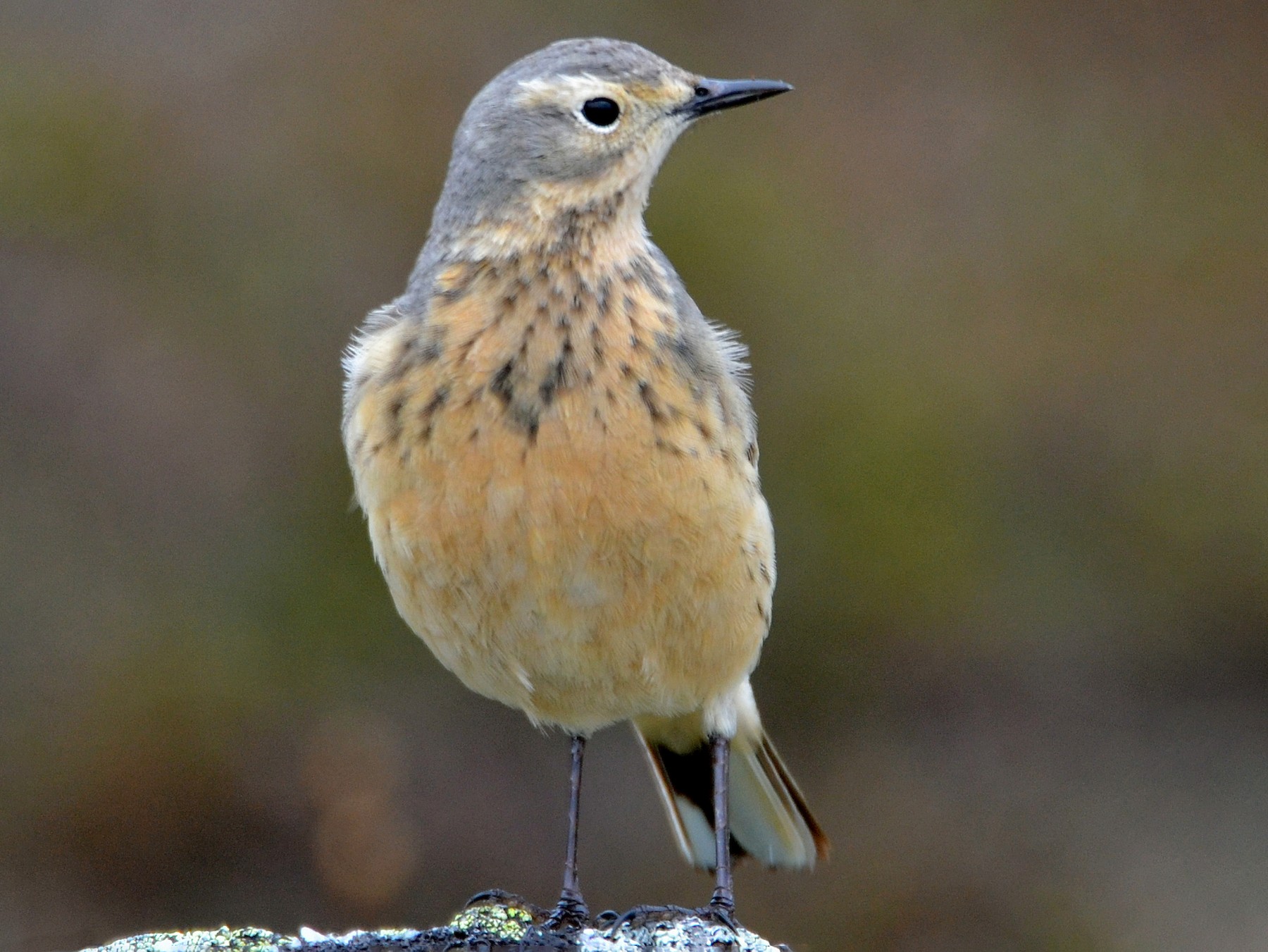 American Pipit - eBird