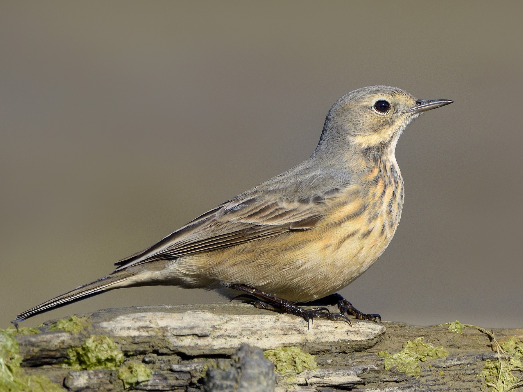 American Pipit - eBird