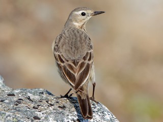 American Pipit - eBird