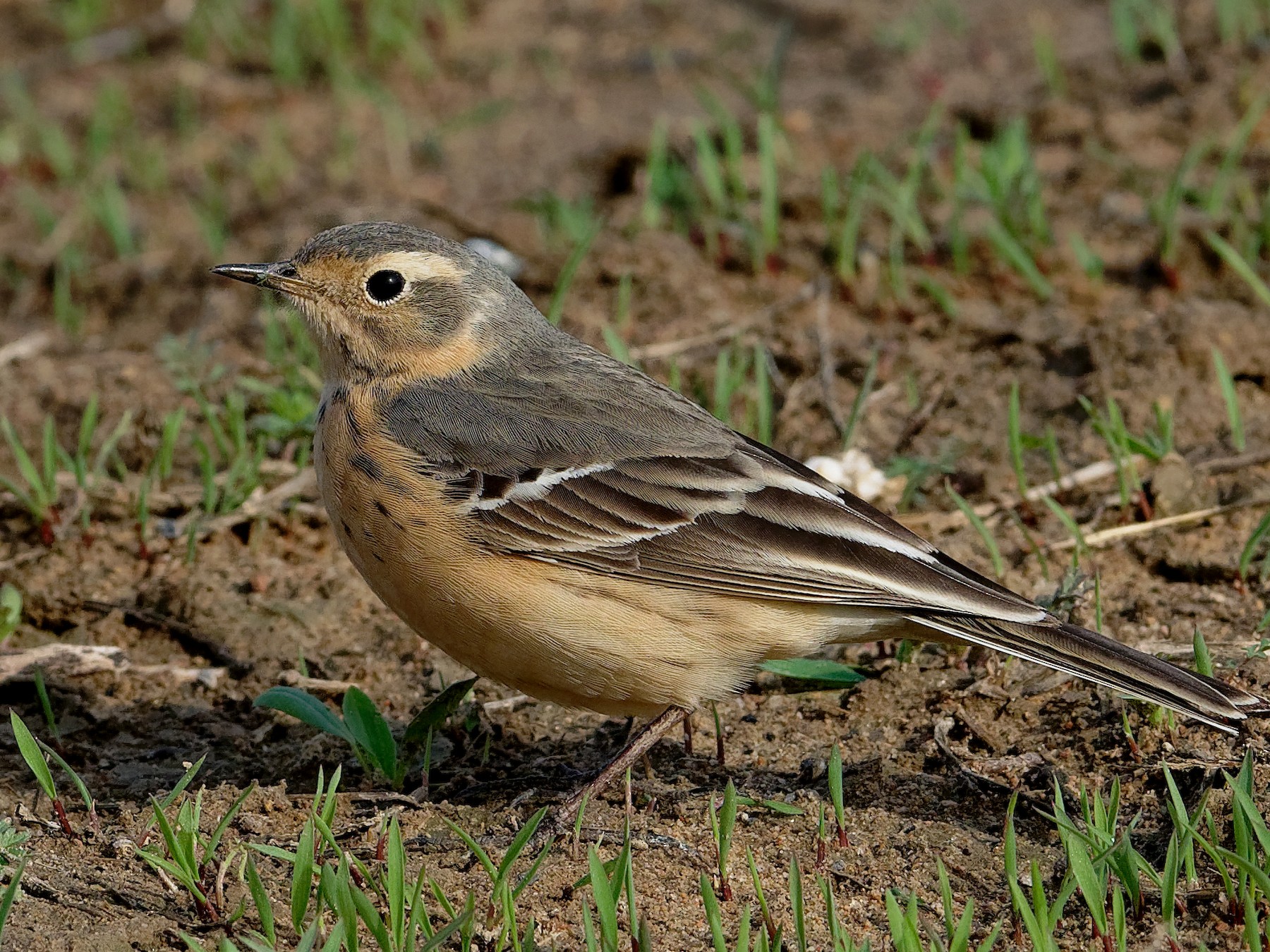 American Pipit - eBird