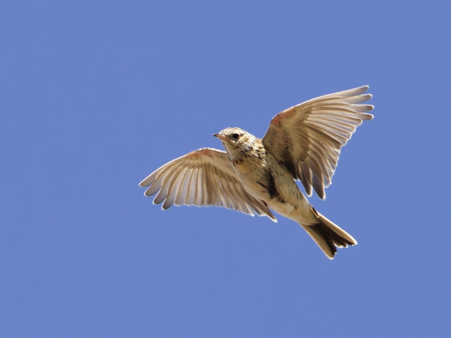 Sprague's Pipit - eBird