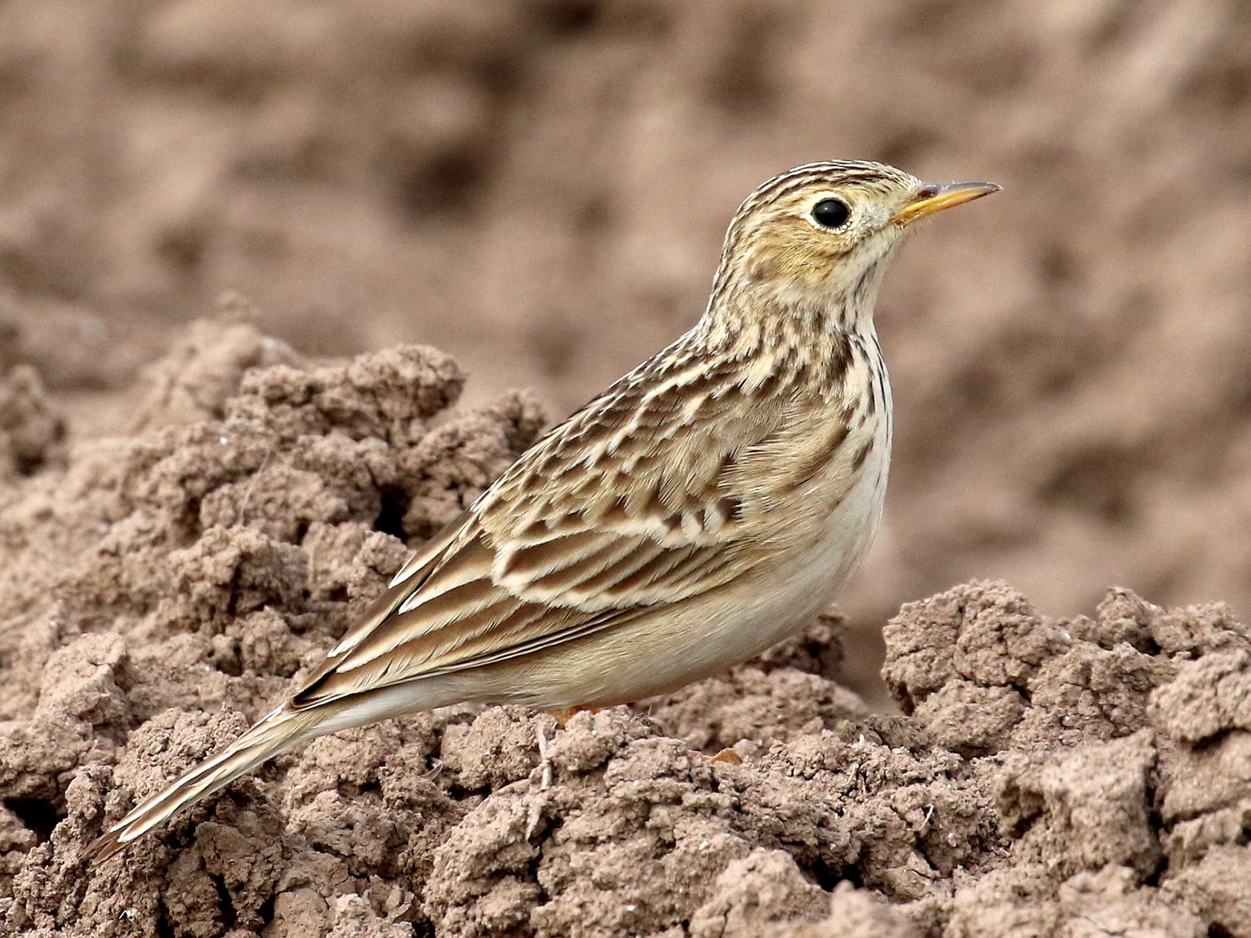 Sprague's Pipit - eBird