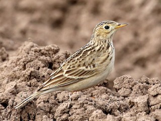Sprague's Pipit - eBird