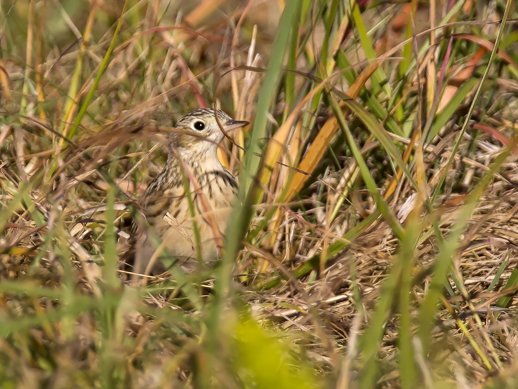 Sprague's Pipit - eBird