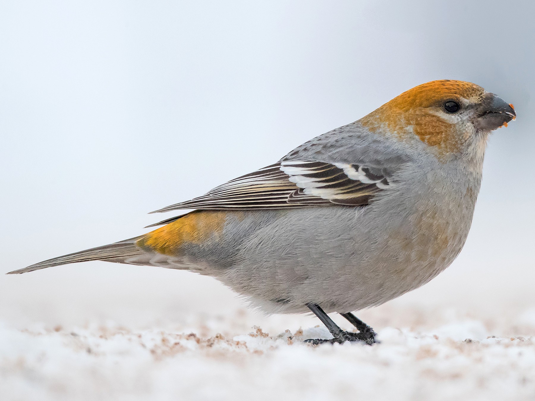 Pine Grosbeak - eBird