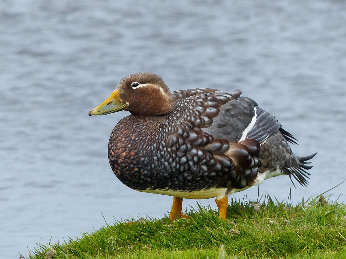 Falkland Steamer-Duck - Tachyeres brachypterus - Birds of the World
