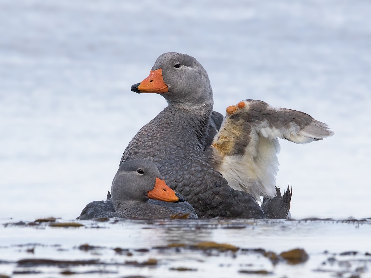 Flightless Steamer-Duck - Tachyeres pteneres - Birds of the World