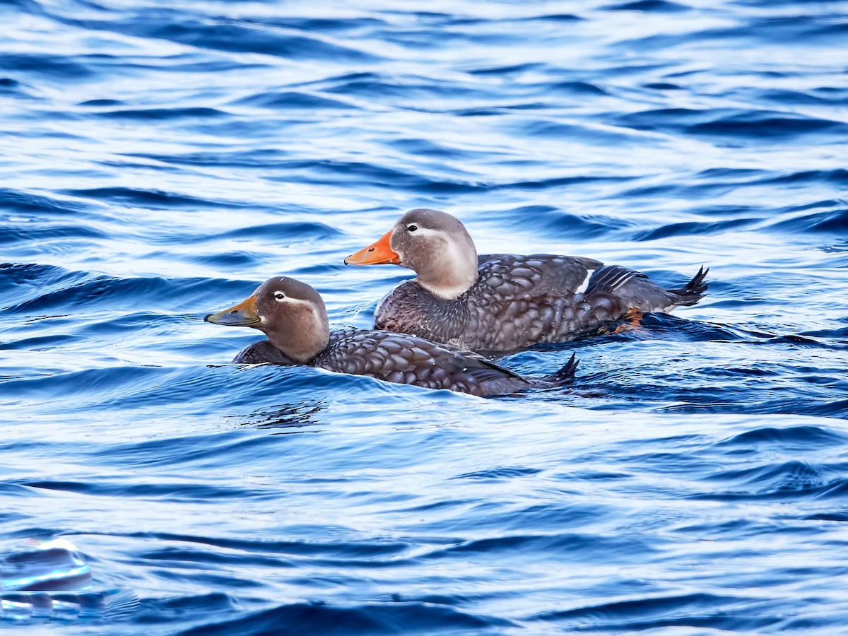 Flying Steamer-Duck - Tachyeres patachonicus - Birds of the World
