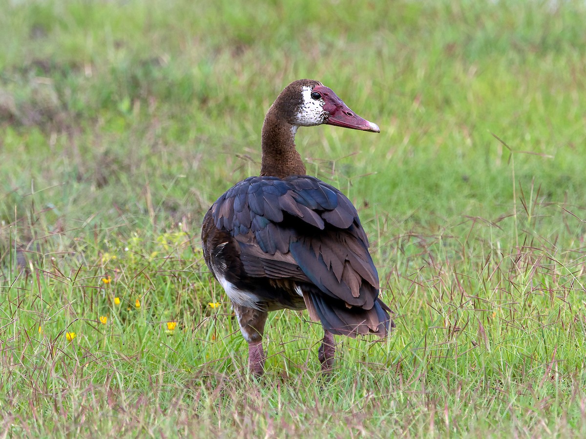 Spur-winged Goose - Plectropterus gambensis - Birds of the World