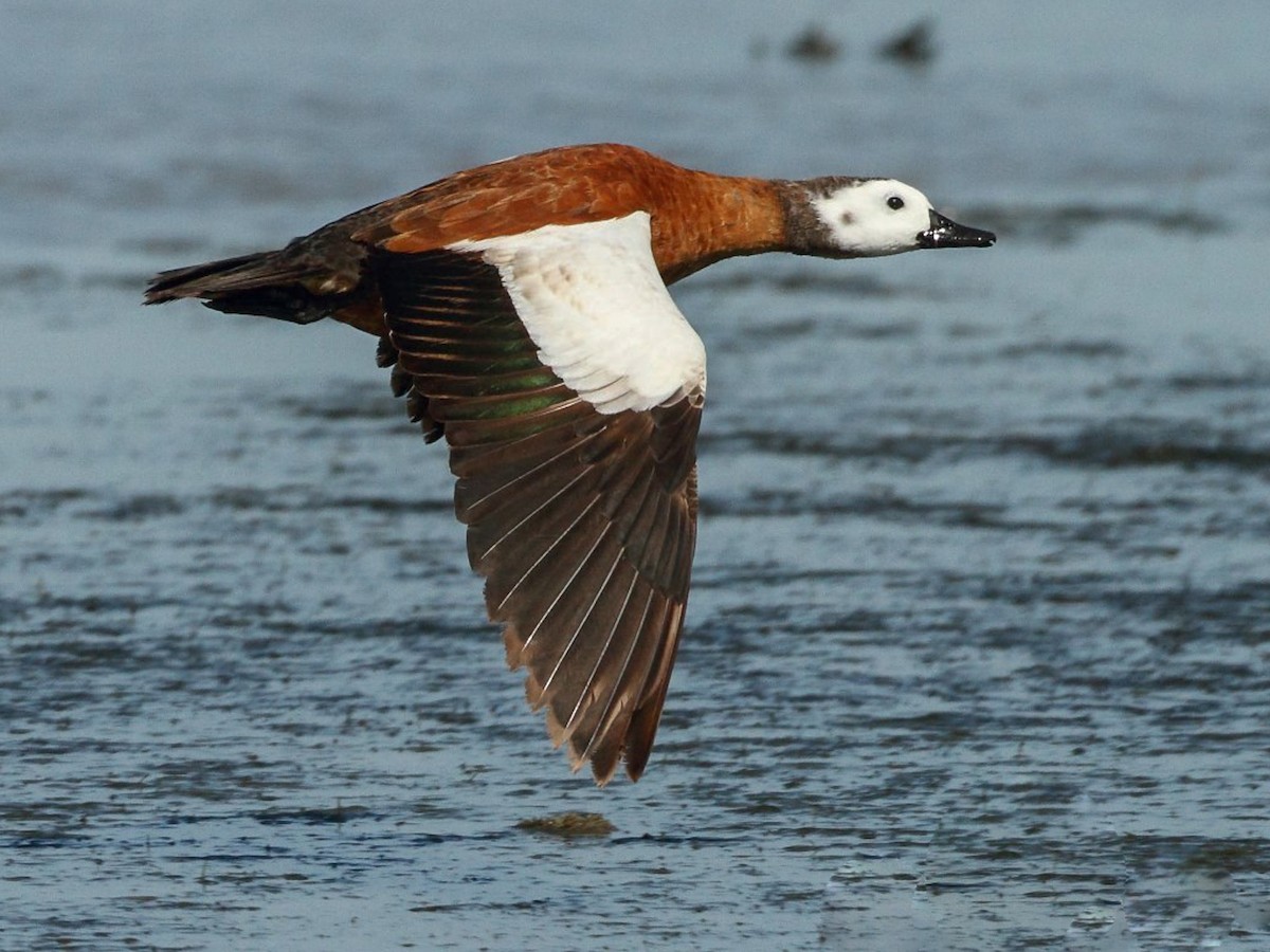 South African Shelduck - Tadorna cana - Birds of the World