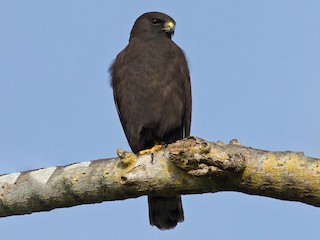Short-tailed Hawk - eBird