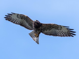 Short-tailed Hawk - eBird