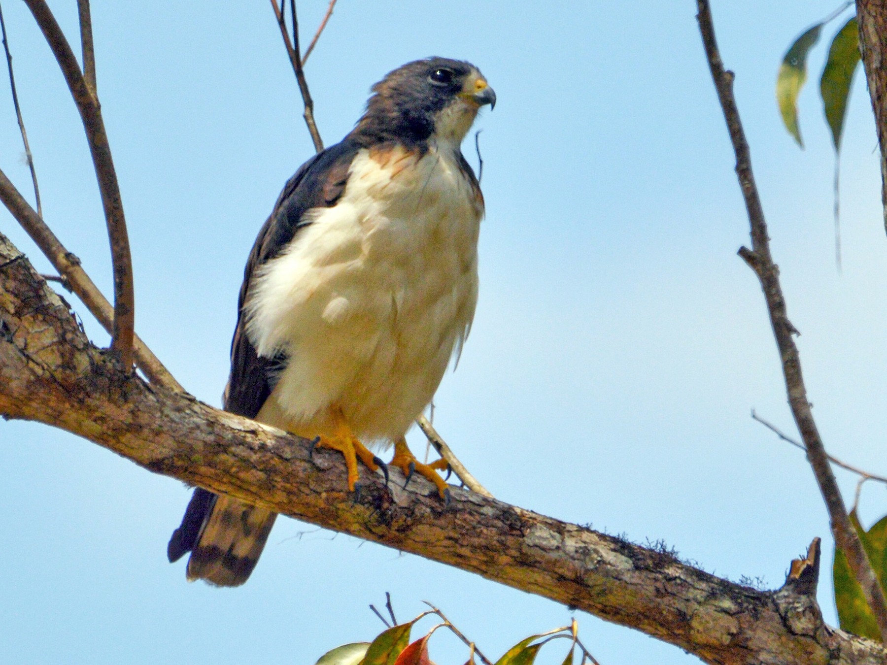 Aguilucho Cola Corta - eBird