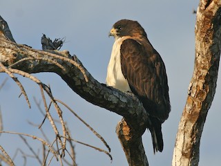 Short-tailed Hawk - eBird