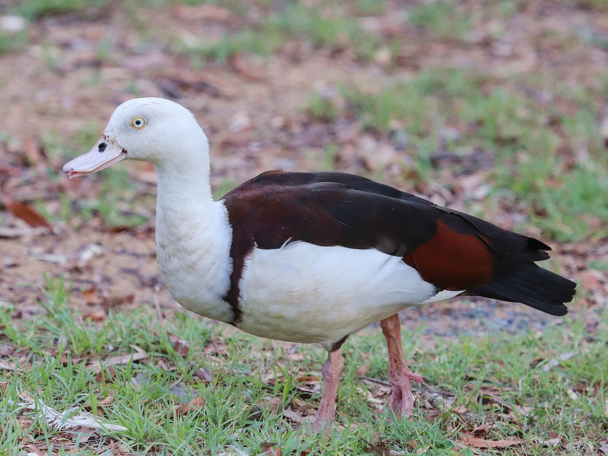 Radjah Shelduck - Radjah radjah - Birds of the World