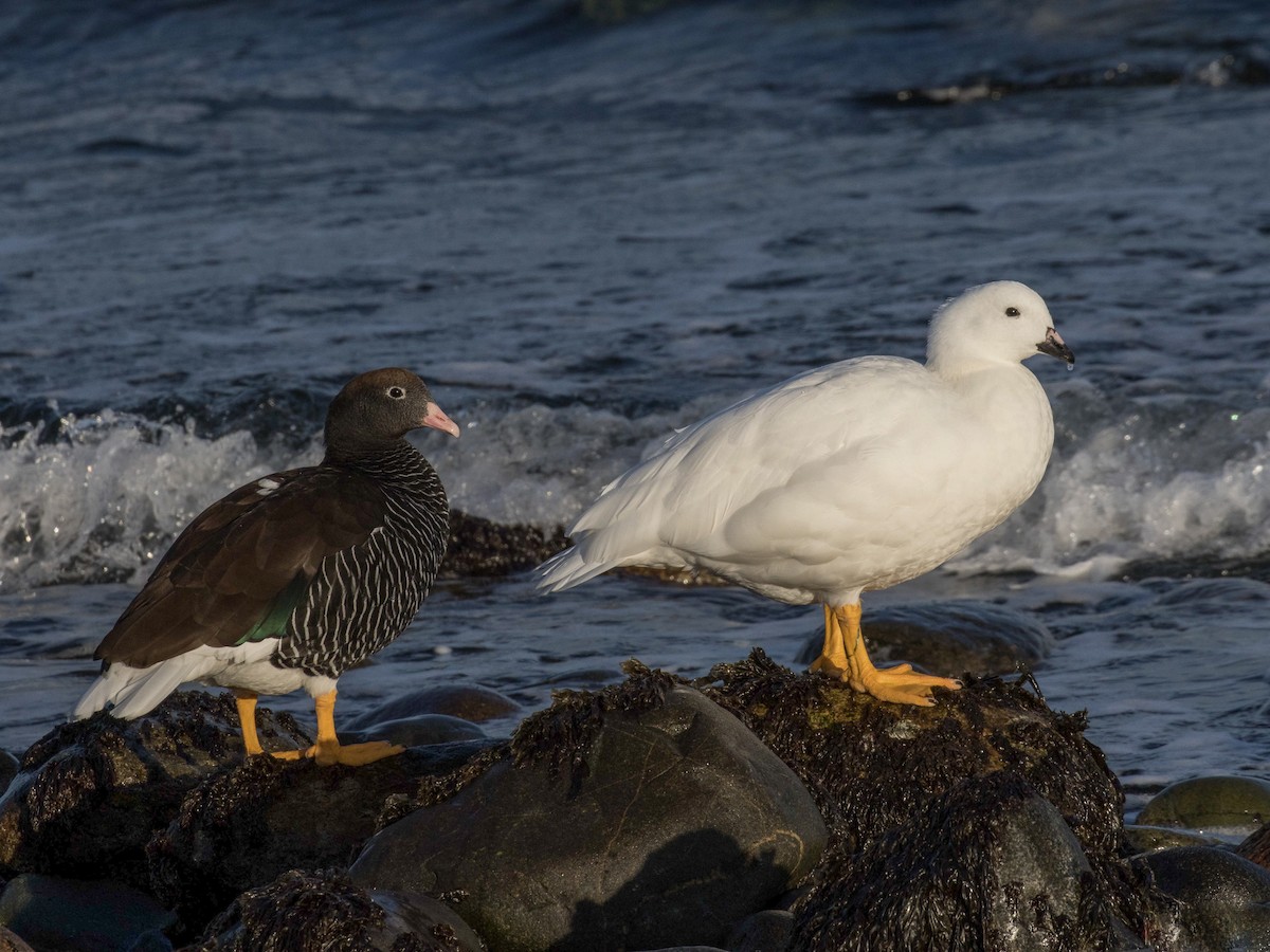 Kelp Goose - Chloephaga hybrida - Birds of the World
