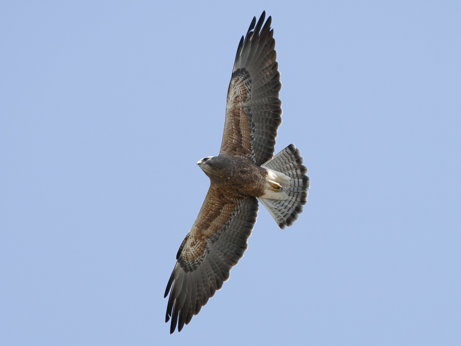 Swainson's Hawk - eBird