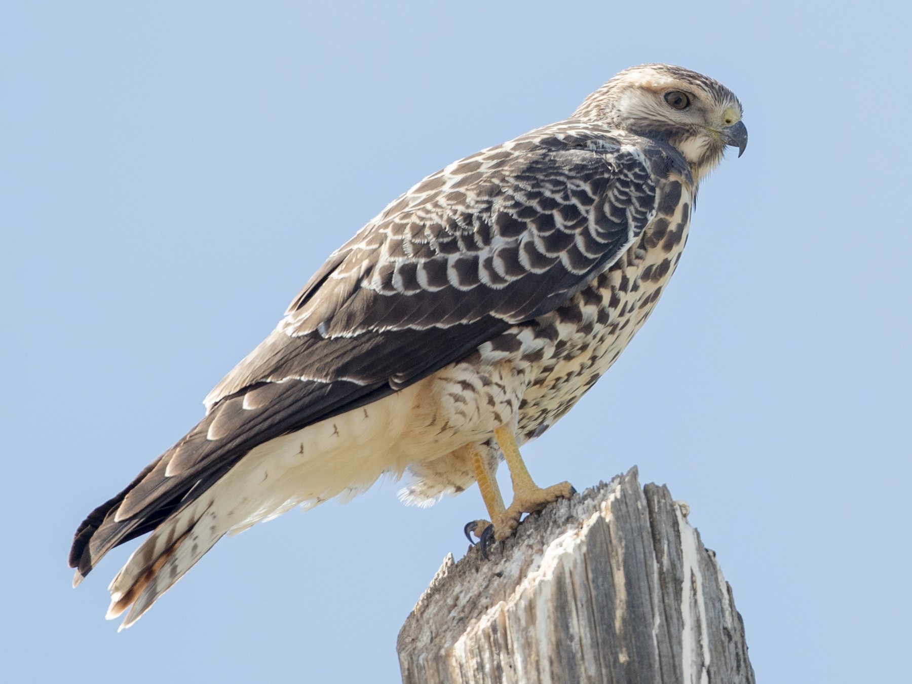 Swainson's Hawk - eBird