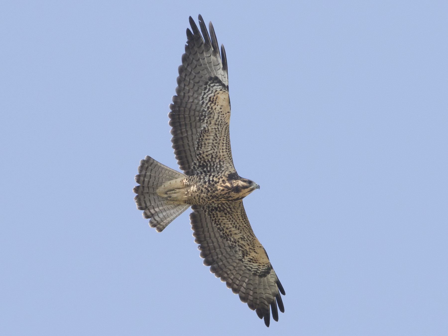 Swainson's Hawk - eBird