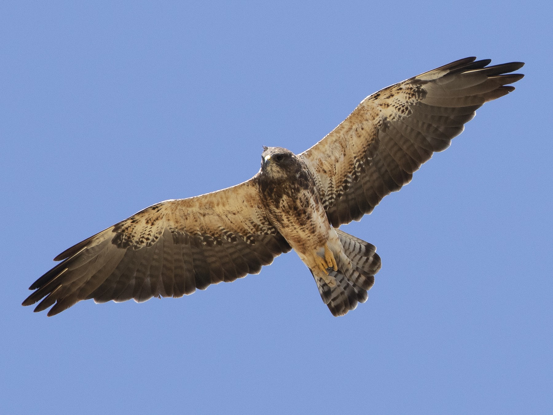 Swainson's Hawk - eBird