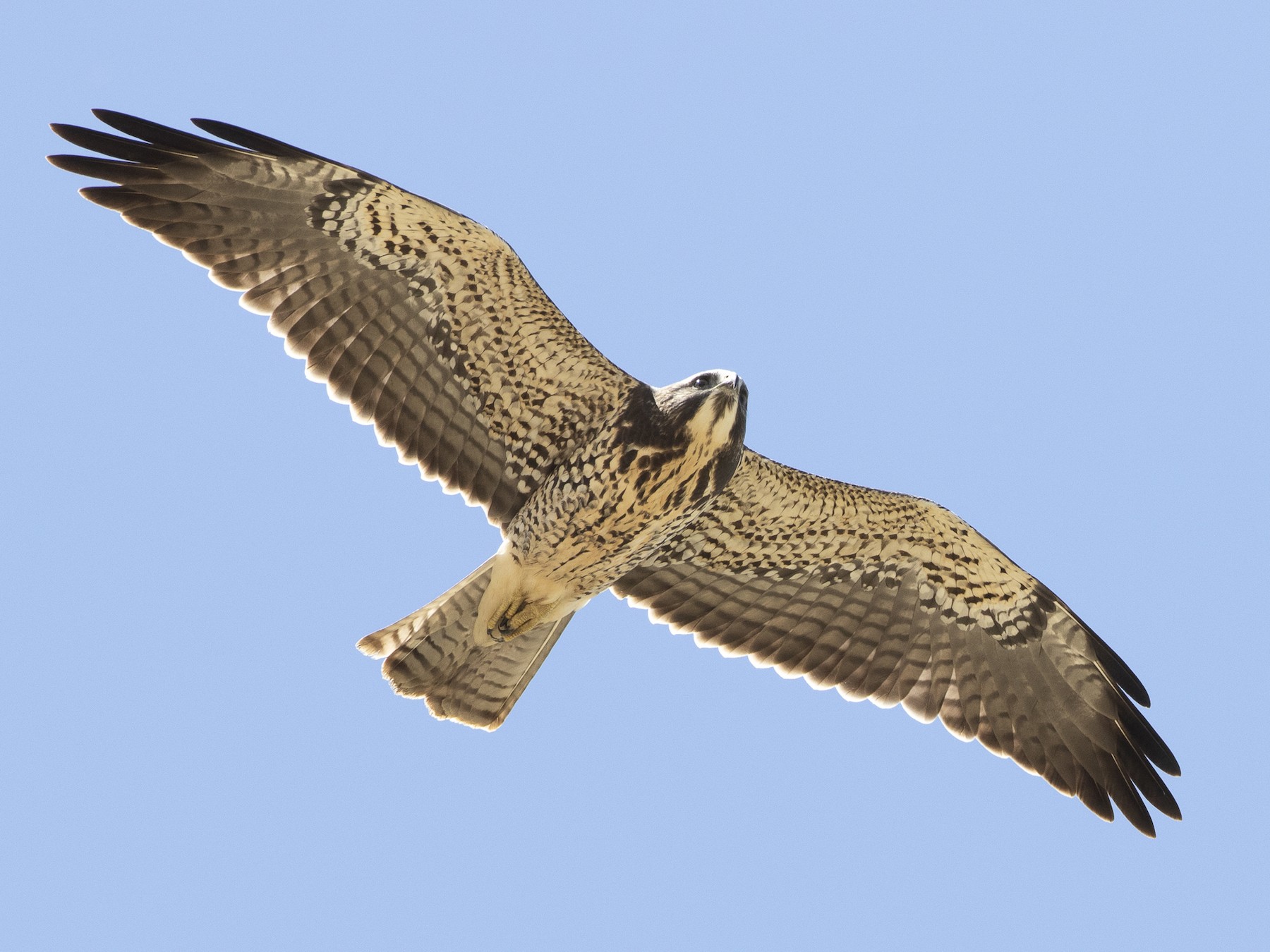 Swainson's Hawk - eBird
