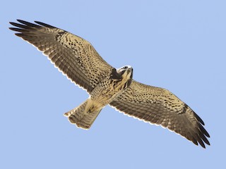 Swainson's Hawk - eBird