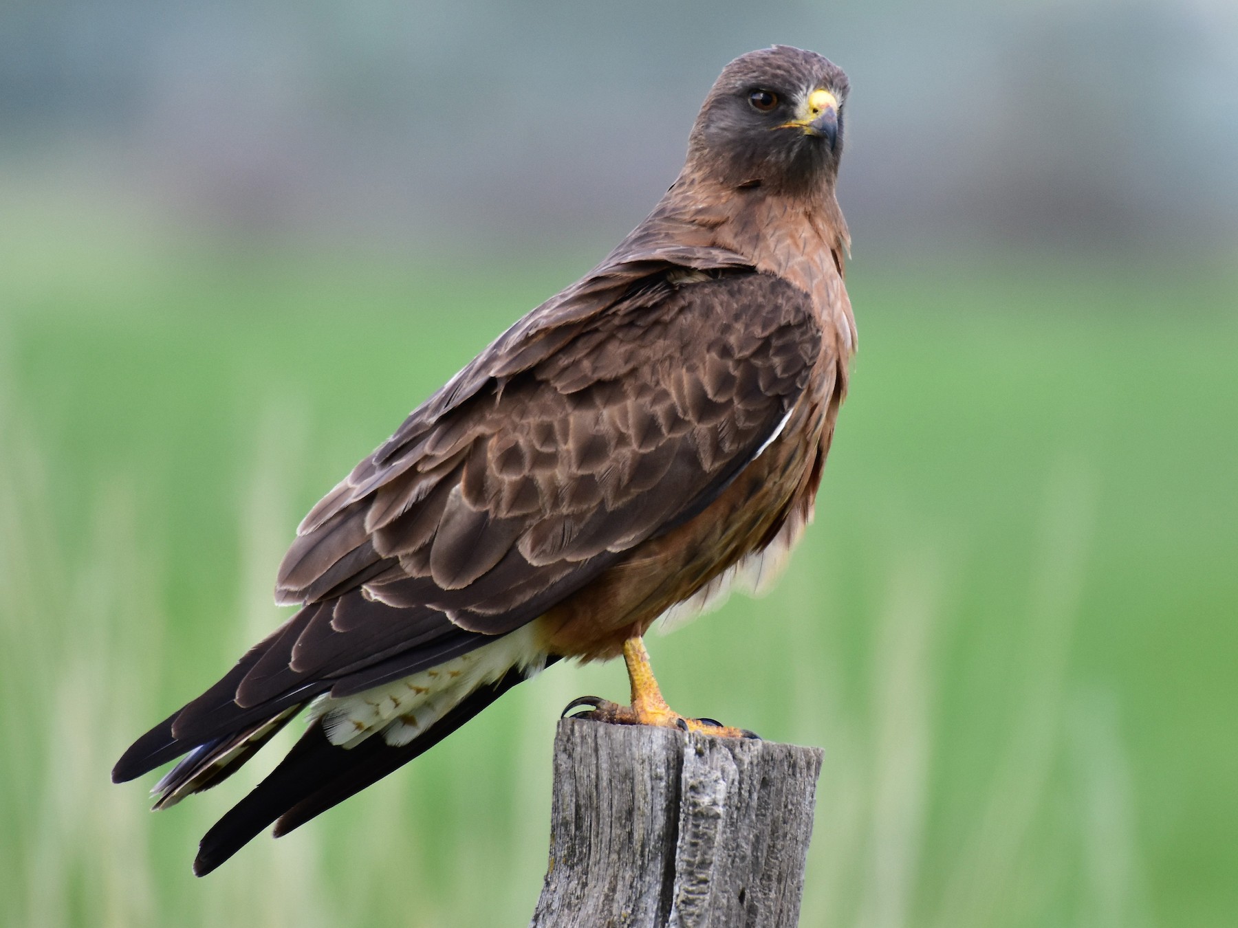 Swainson's Hawk - eBird
