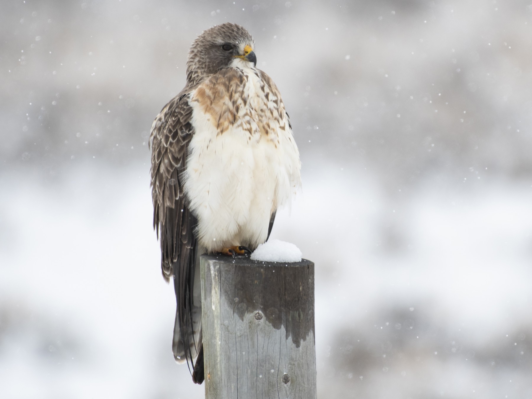 Swainson's Hawk - eBird