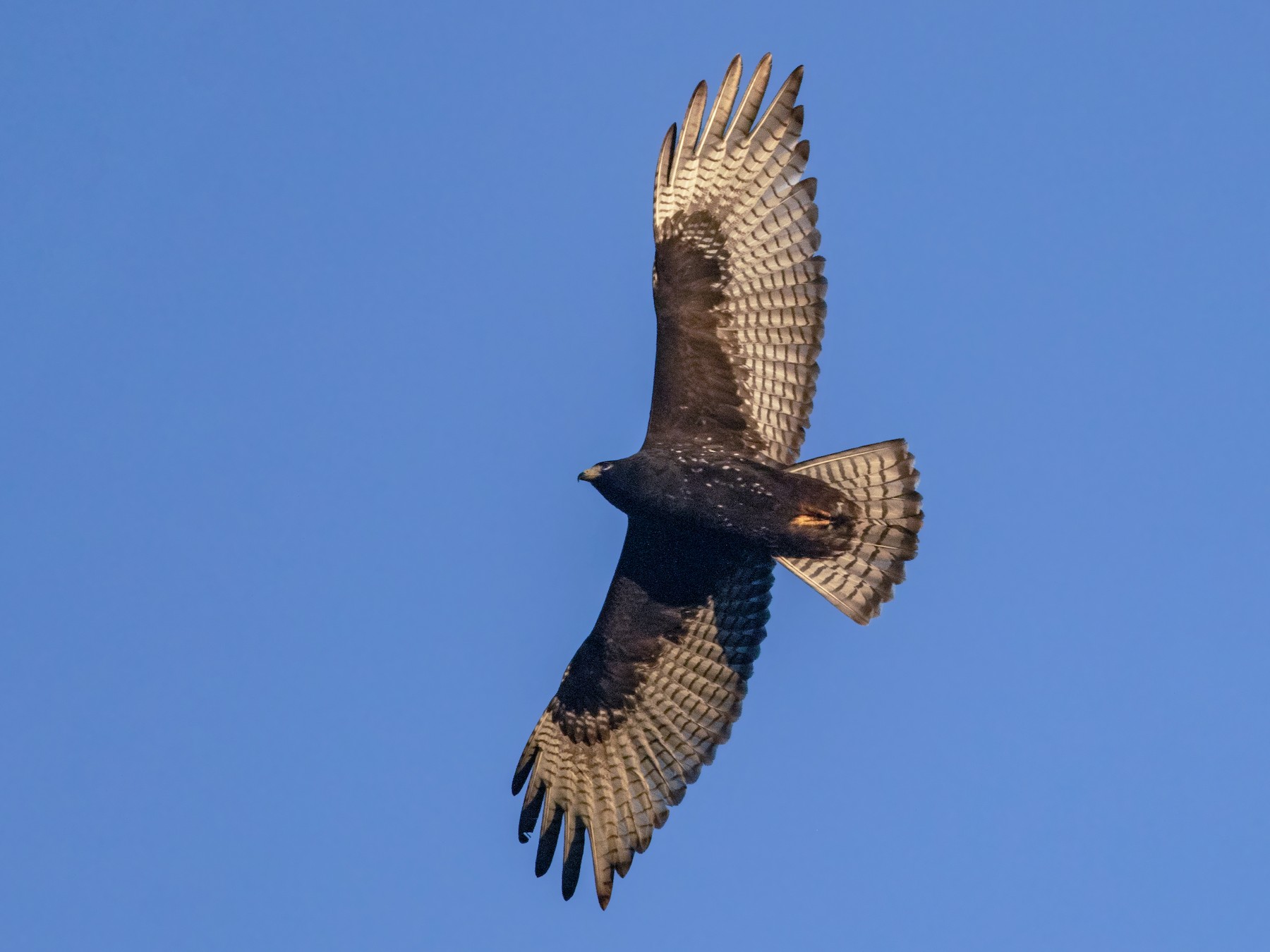 Zone-tailed Hawk - eBird
