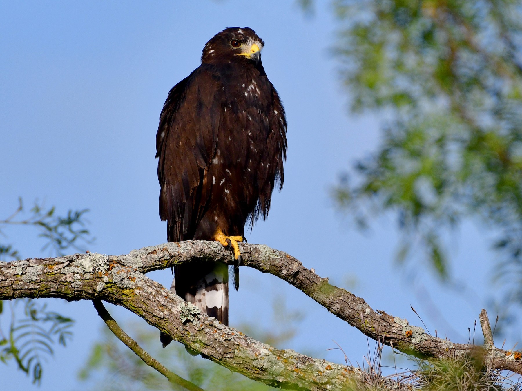 Zone-tailed Hawk - eBird