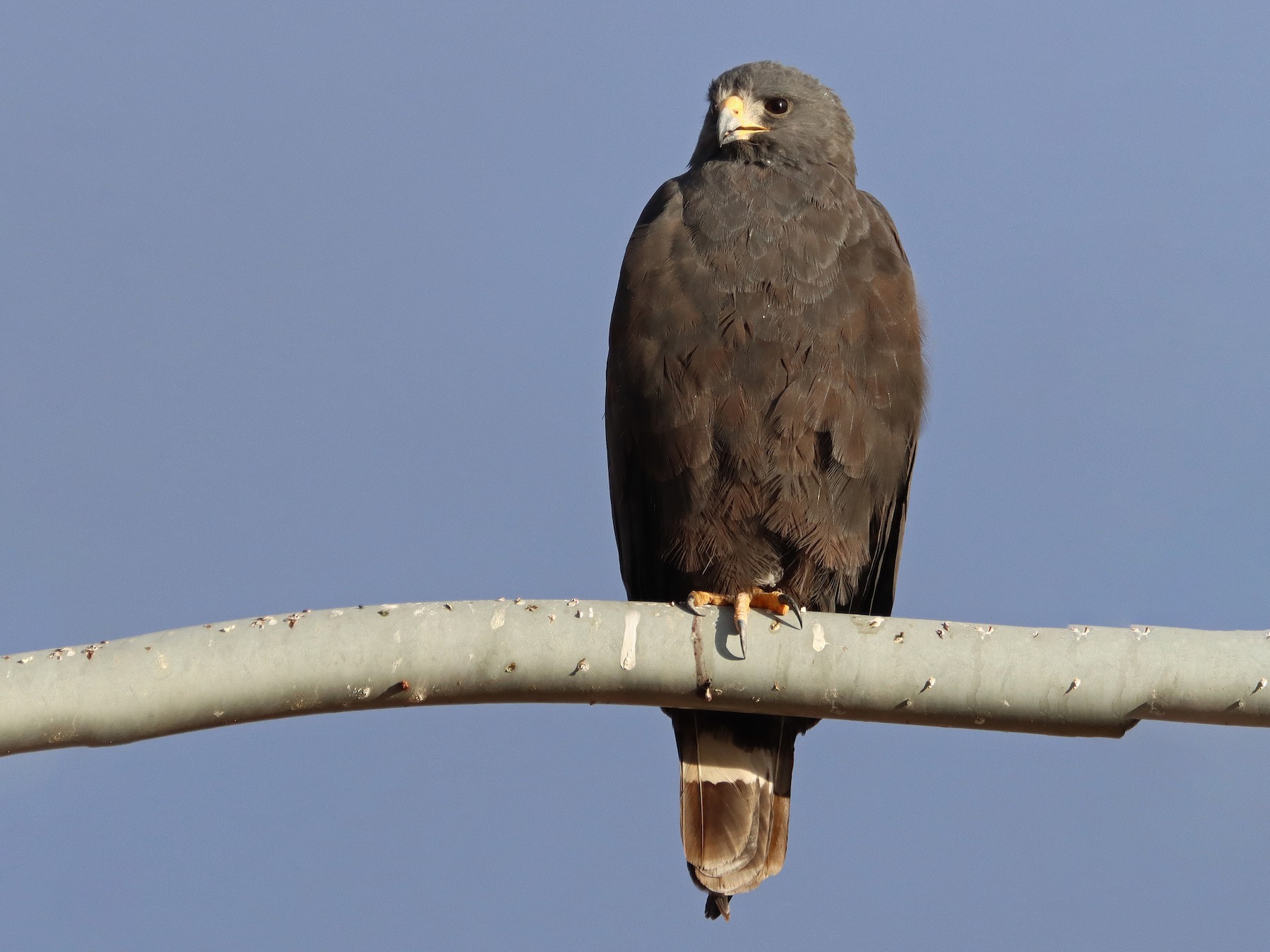 Zone-tailed Hawk - eBird