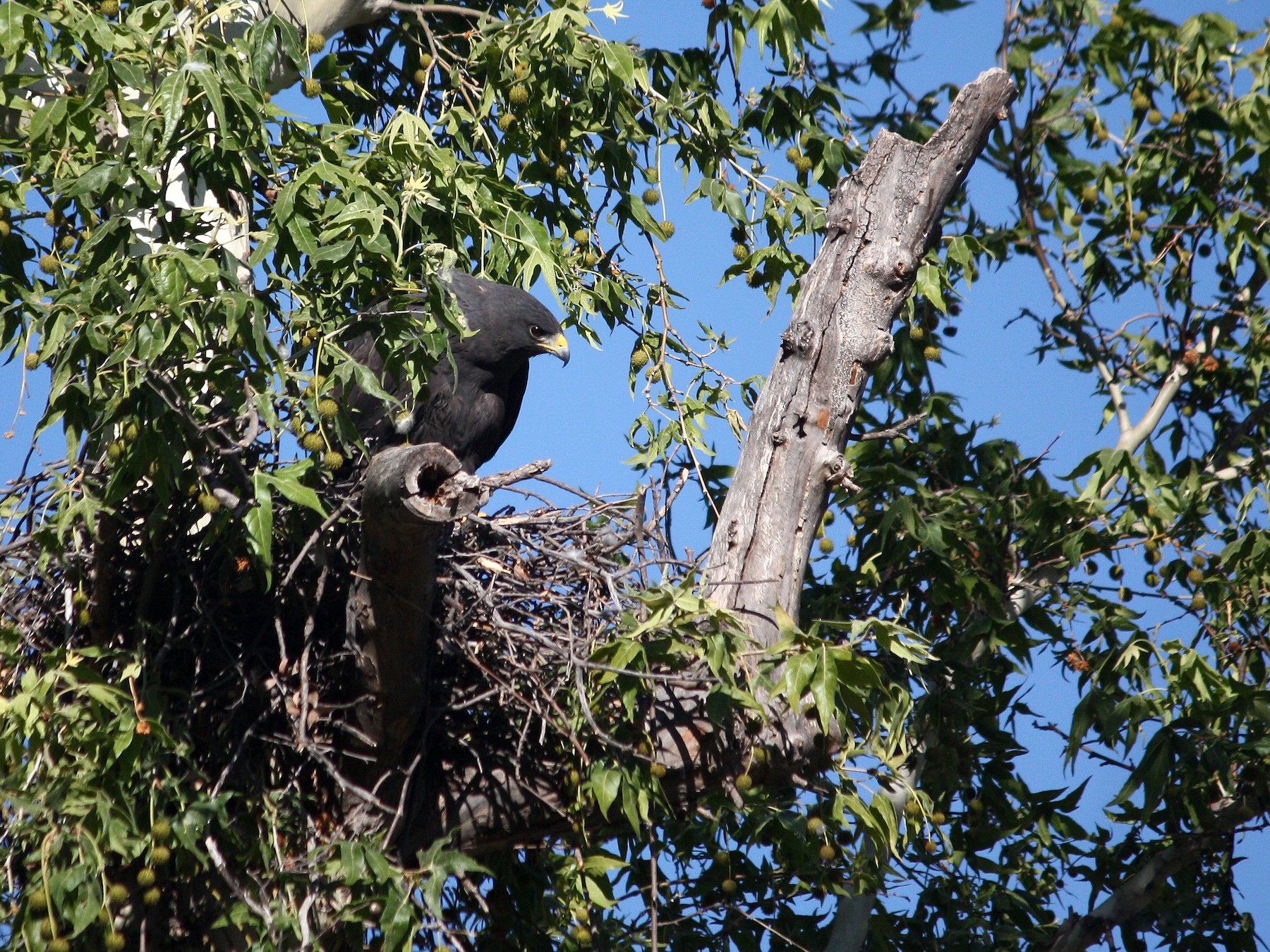 Gavilán Negro - eBird