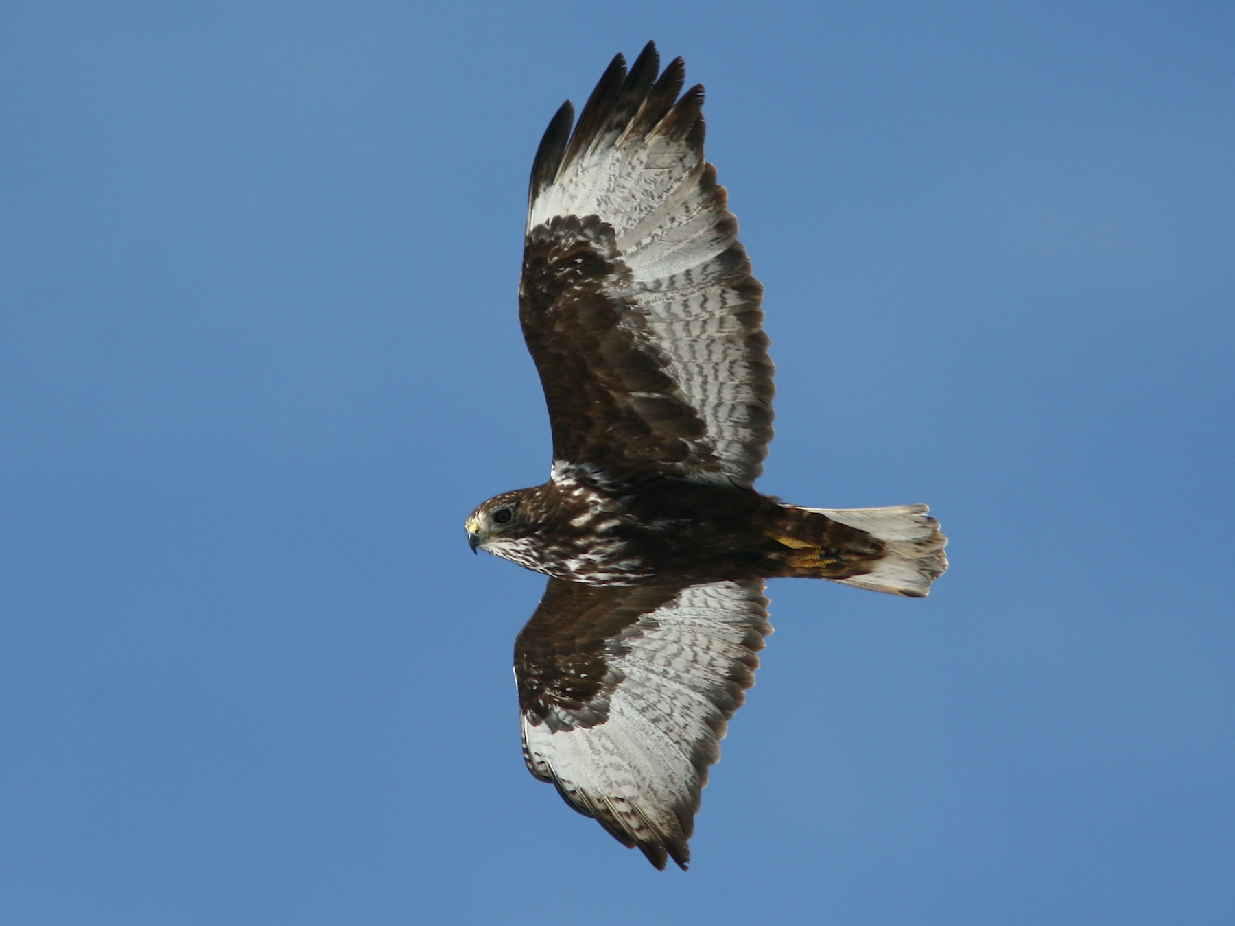 Red-tailed Hawk - eBird