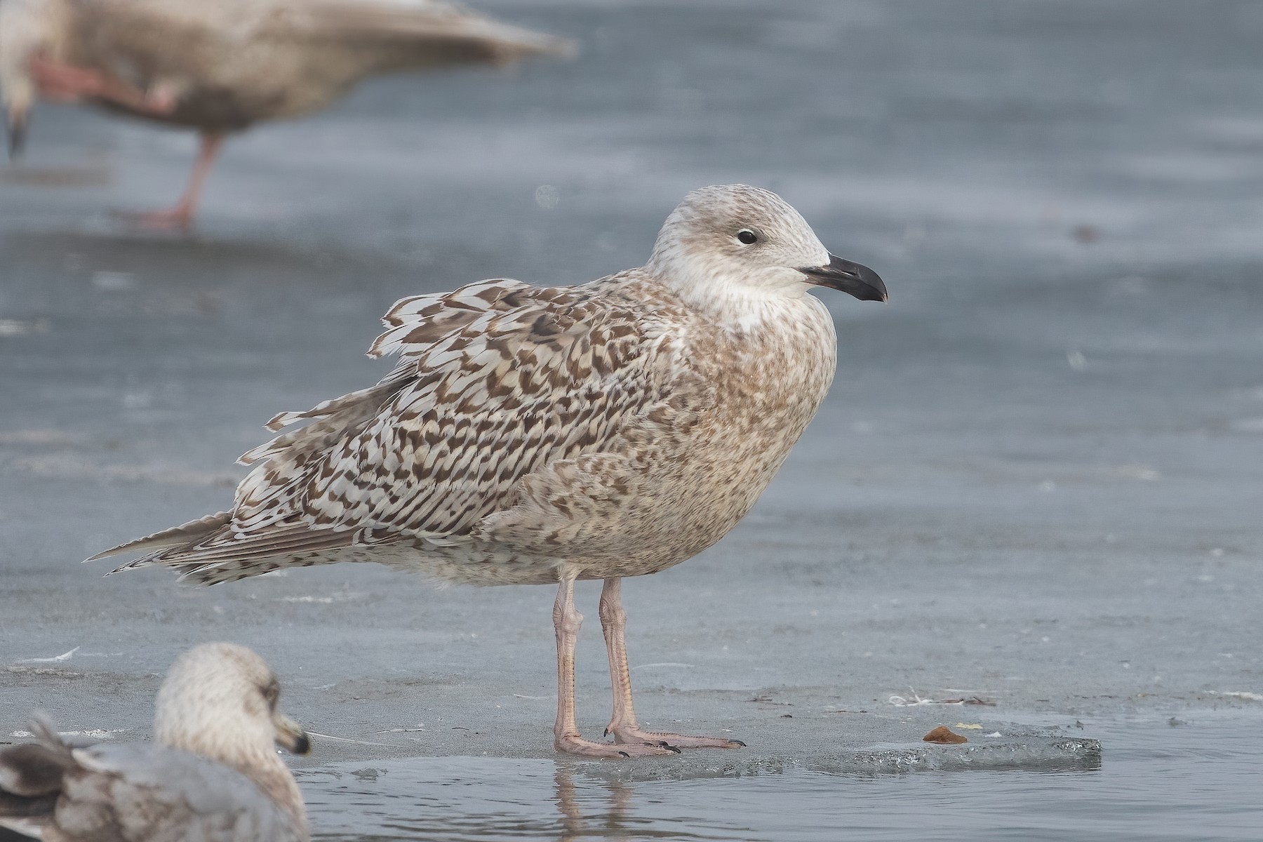 Great Black-backed x Glaucous Gull (hybrid) - eBird