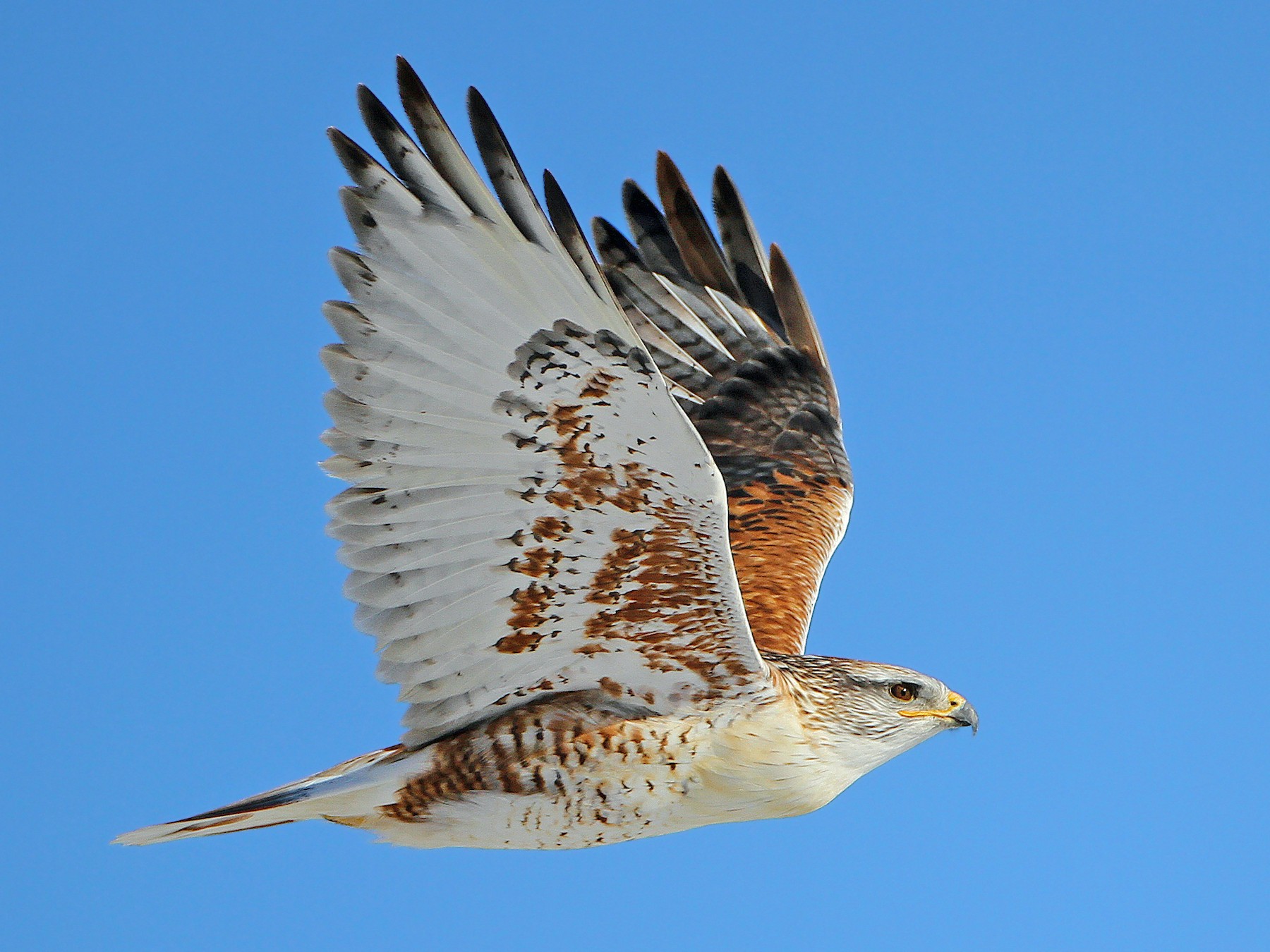 Ferruginous Hawk - eBird